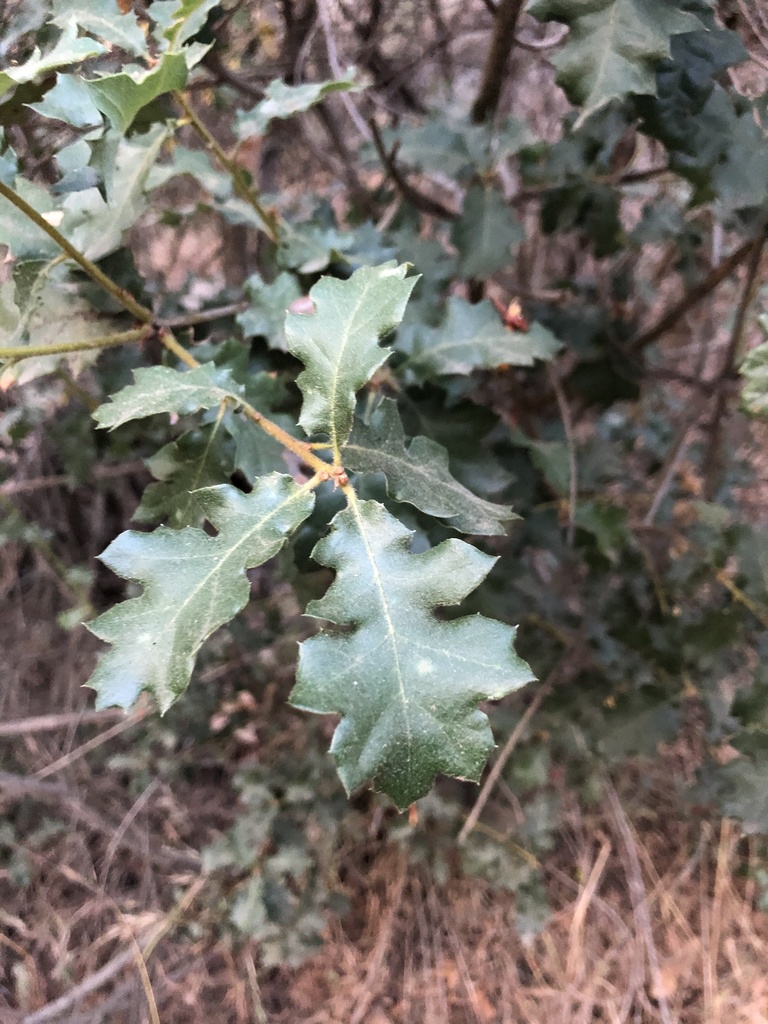 Oracle Oak from Bailey Canyon Wilderness Park, Sierra Madre, CA, US on ...