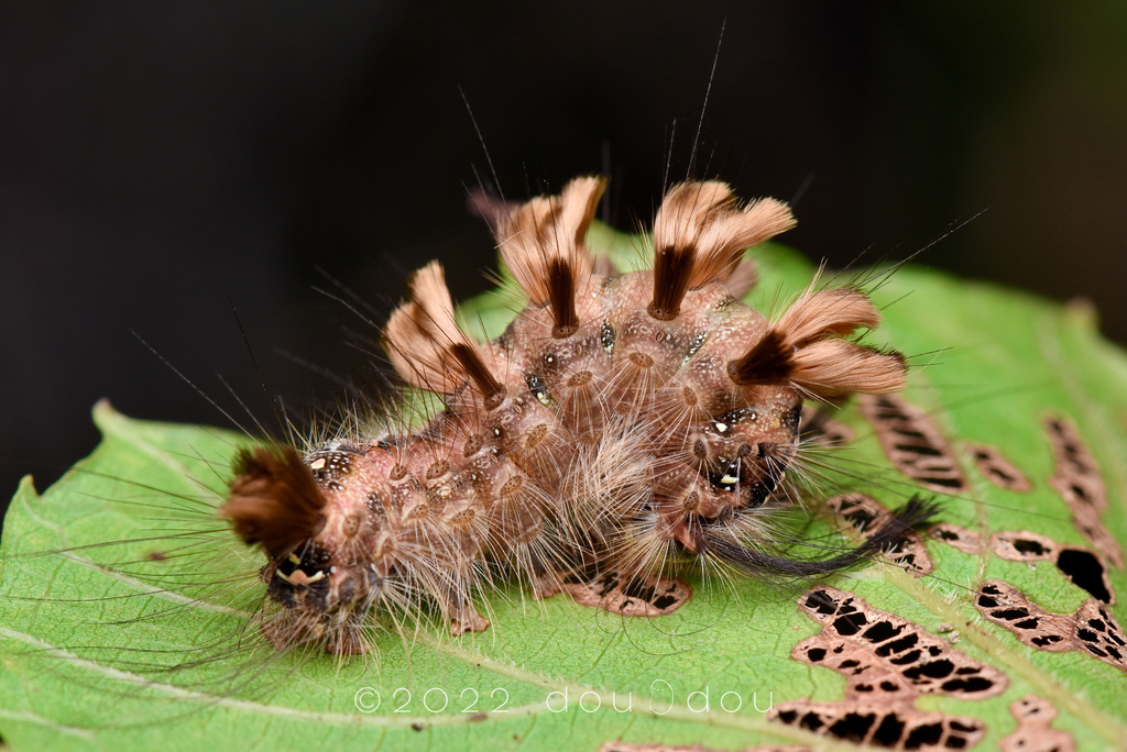 Ilema from 中国安徽省黄山市休宁县齐云山 on October 6, 2021 at 02:07 PM by Fan Gao ...