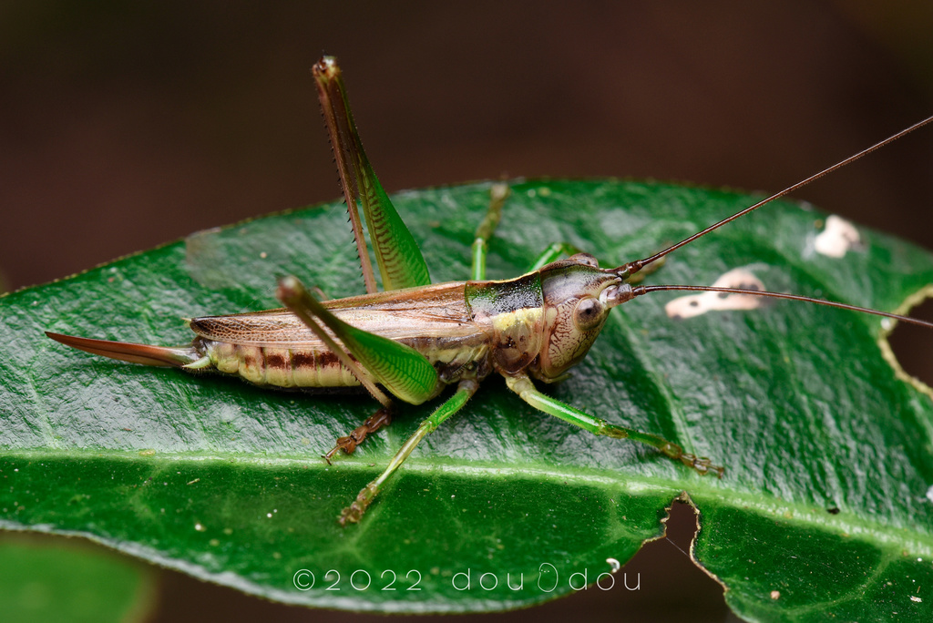 Conocephalus sulcifrontis from 中国安徽省黄山市休宁县齐云山 on October 06, 2021 at 02 ...