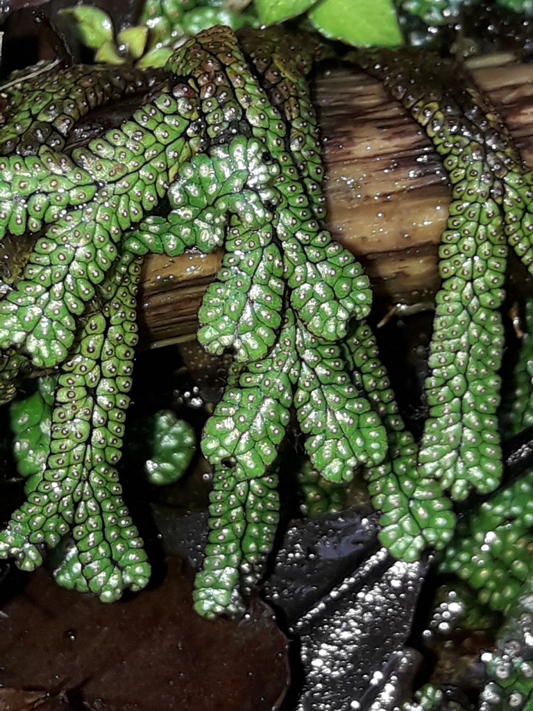 Marchantia macropora from Coromandel State Forest Park, NZ-WK-TC, NZ-WK, NZ on June 10, 2022 at ...