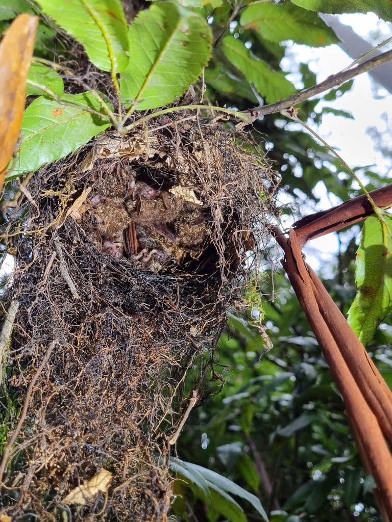Golden-tipped Bat (Phoniscus papuensis) - Know Your Mammals