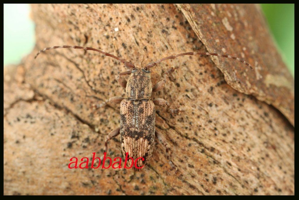 Sybra posticalis from 香港柴灣 on May 5, 2015 at 04:58 PM by aabbabc ...