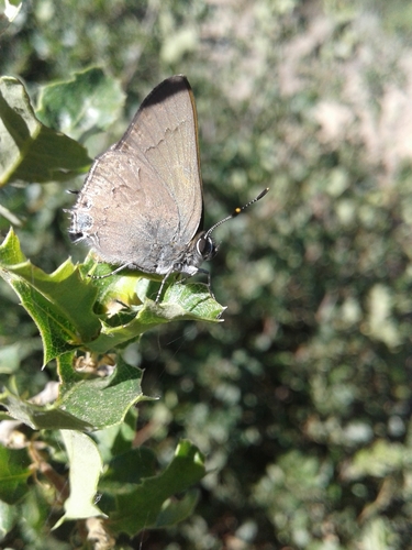 Coastal Hedgerow Hairstreak (Subspecies Satyrium saepium chlorophora ...