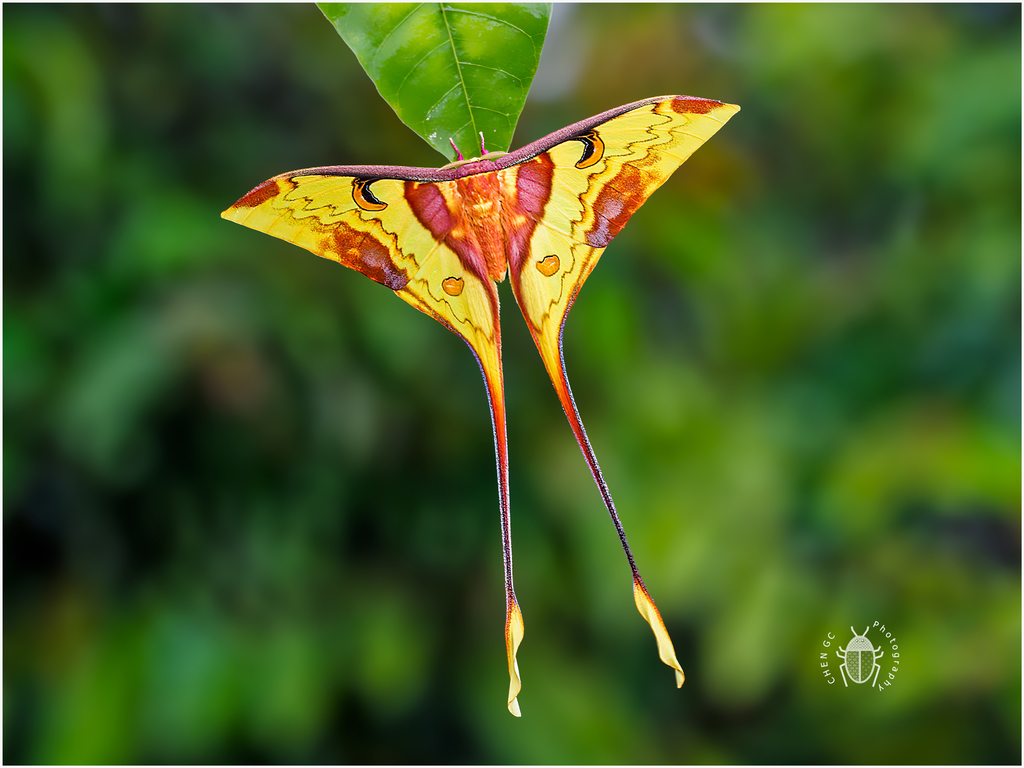Malaysian Moon Moth from Keningau, Sabah, Malaysia on May 25, 2022 at ...