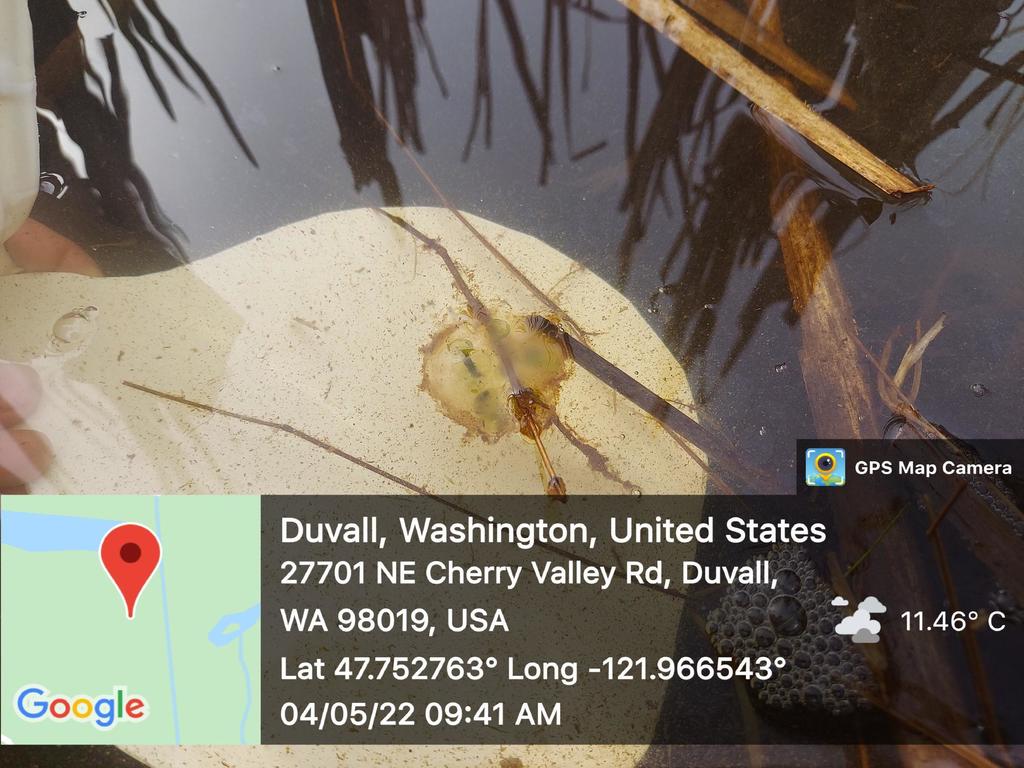 Northwestern Salamander from King County, WA, USA on May 04, 2022 at 09 ...