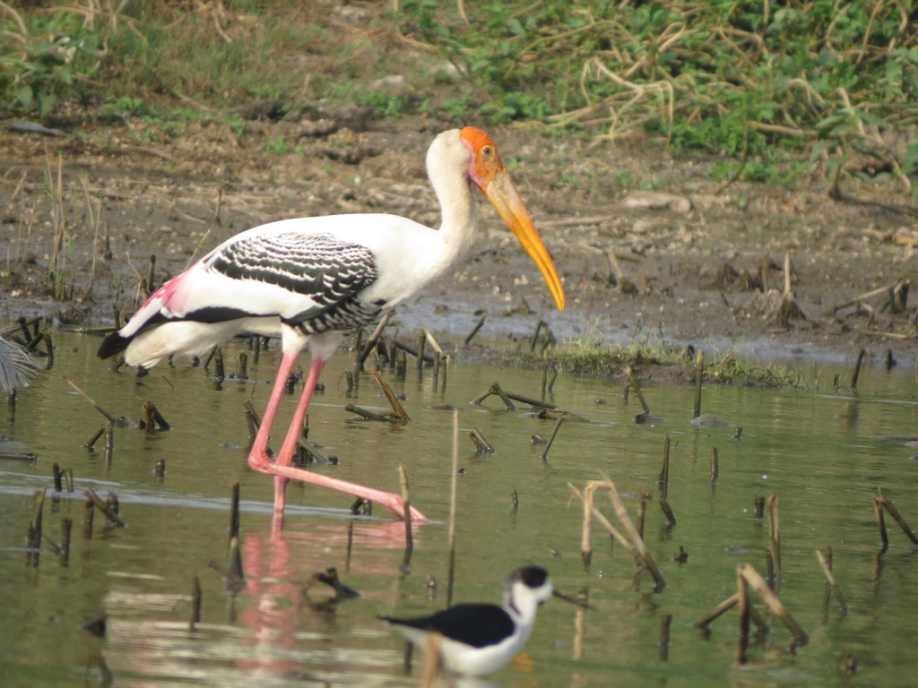 Painted Stork in March 2022 by Siddharth Pai · iNaturalist