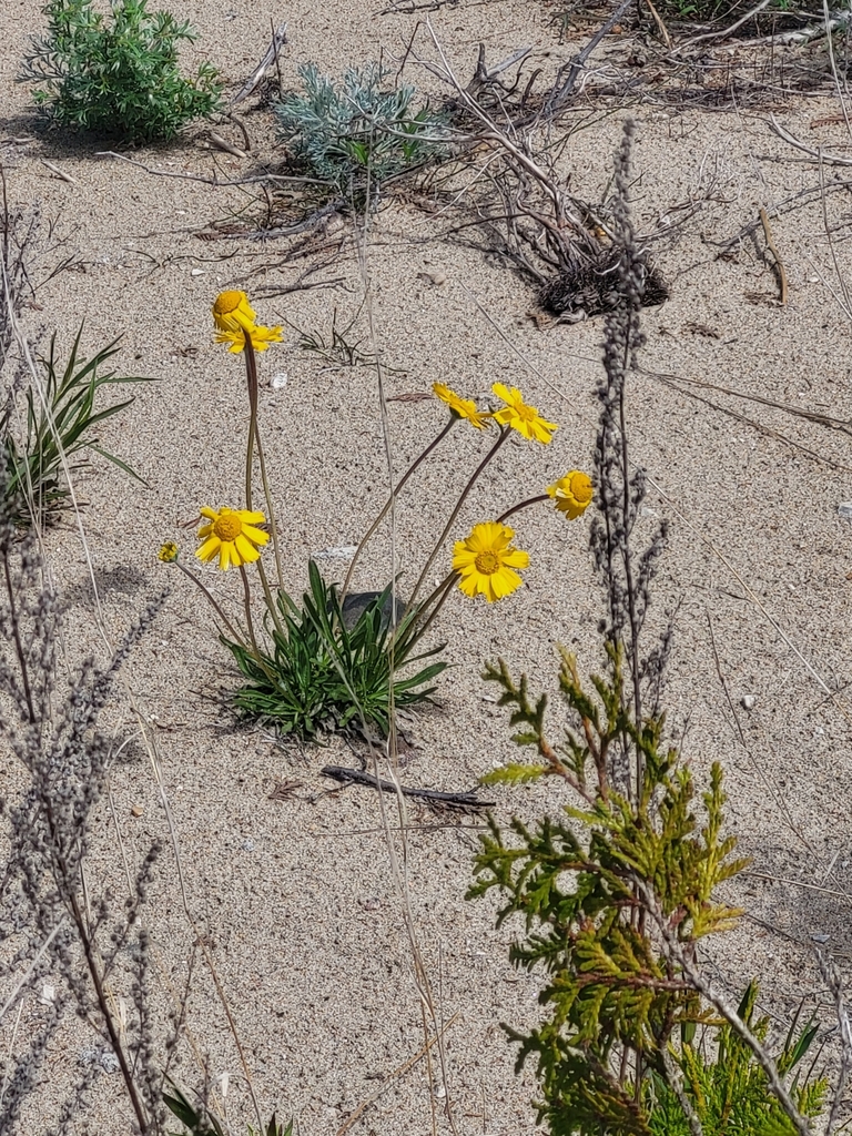 lakeside daisy from Silver Water, ON P0P 1Y0, Canada on June 10, 2022 ...