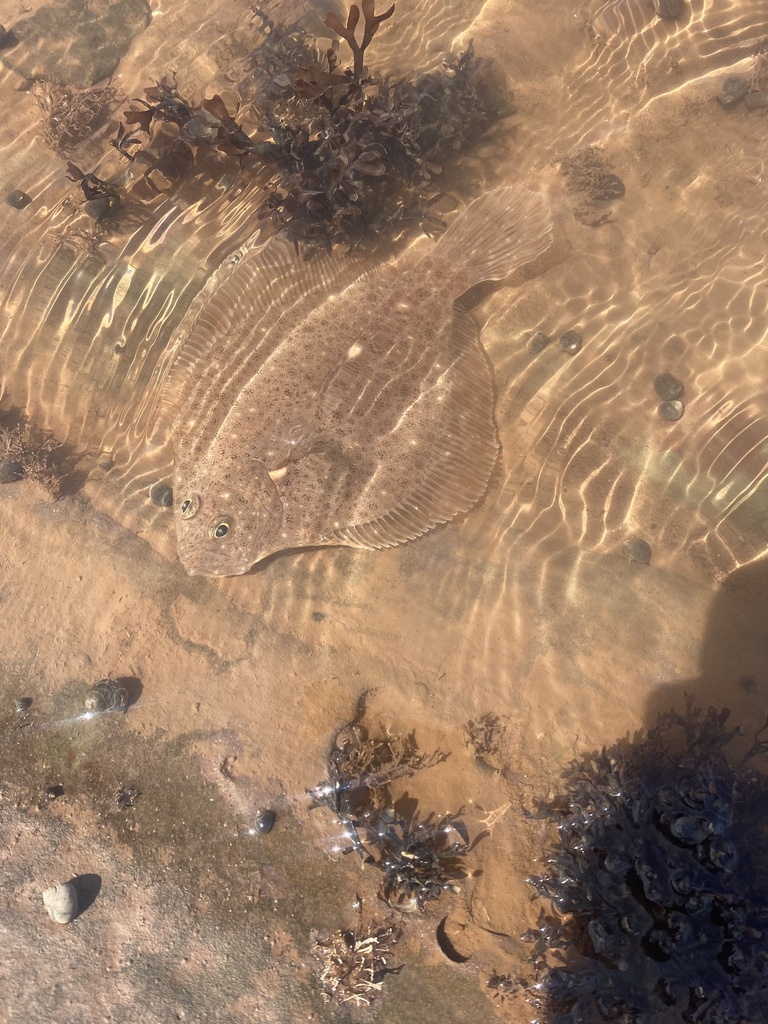 Windowpane Flounder from Cobequid Bay, East Hants, NS, CA on May 8 ...