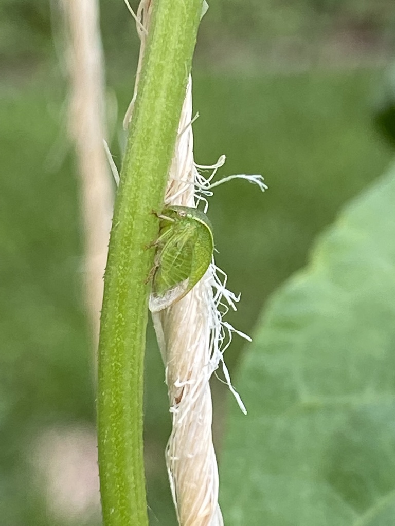 Three-cornered Alfalfa Hopper from N 19th St, Fort Smith, AR, US on 07 ...