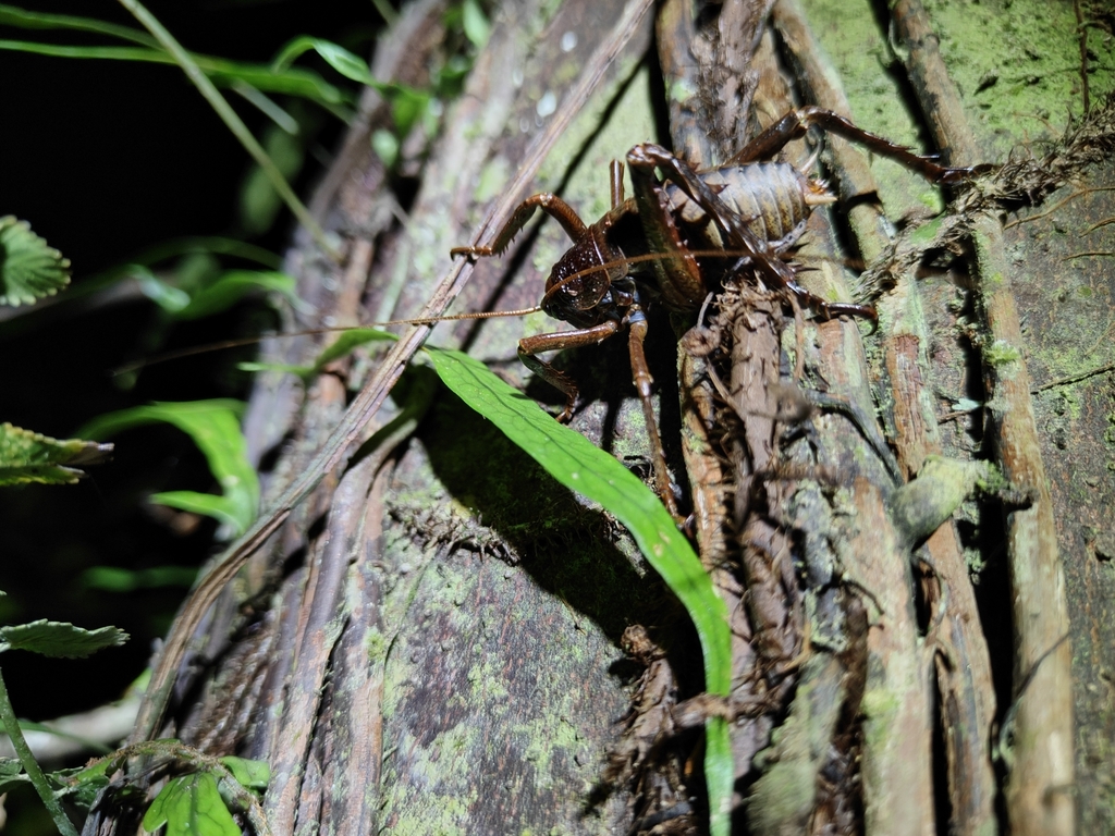 Mahoenui Giant Weta from Waipa, NZ-WK, NZ on May 29, 2022 at 06:22 PM ...