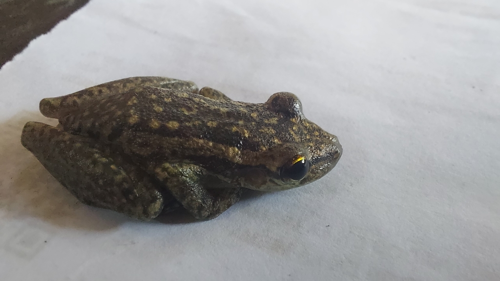 Snouted Tree Frogs from 17100, Peru on June 6, 2022 at 12:17 PM by ...