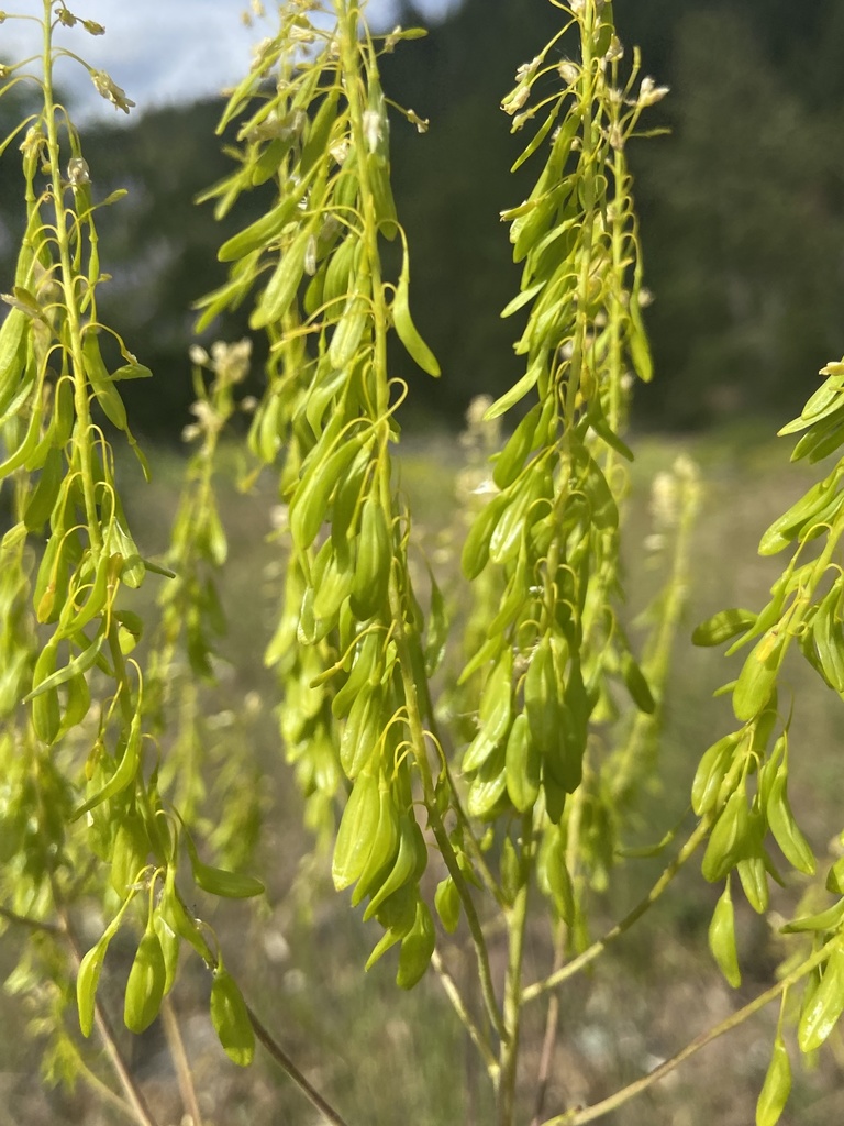 woad from Shasta-Trinity National Forest, Trinity Center, CA, US on ...
