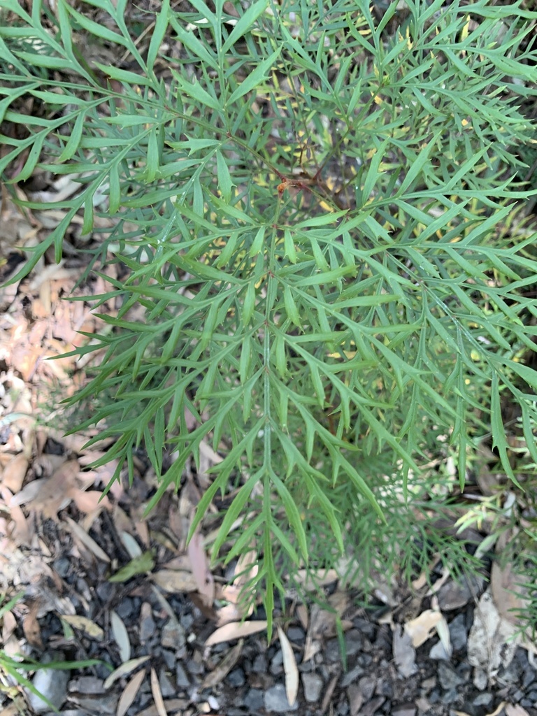 Crinkle Bush from Landsborough, QLD, AU on June 11, 2022 at 11:32 AM by ...