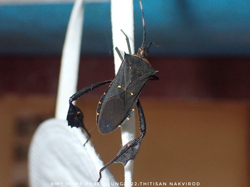 Observations by thitisan · iNaturalist