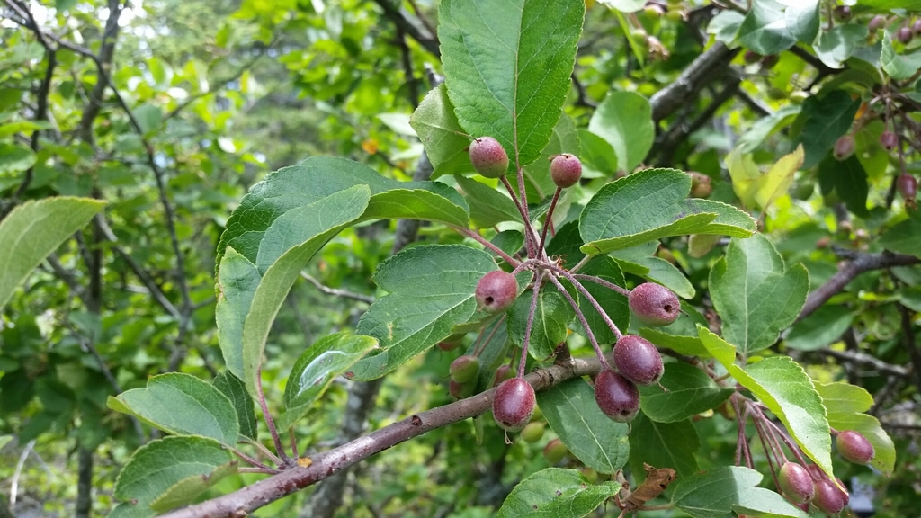 Pacific Crab Apple from Cape Flattery Trail, Neah Bay, WA 98357, USA on ...