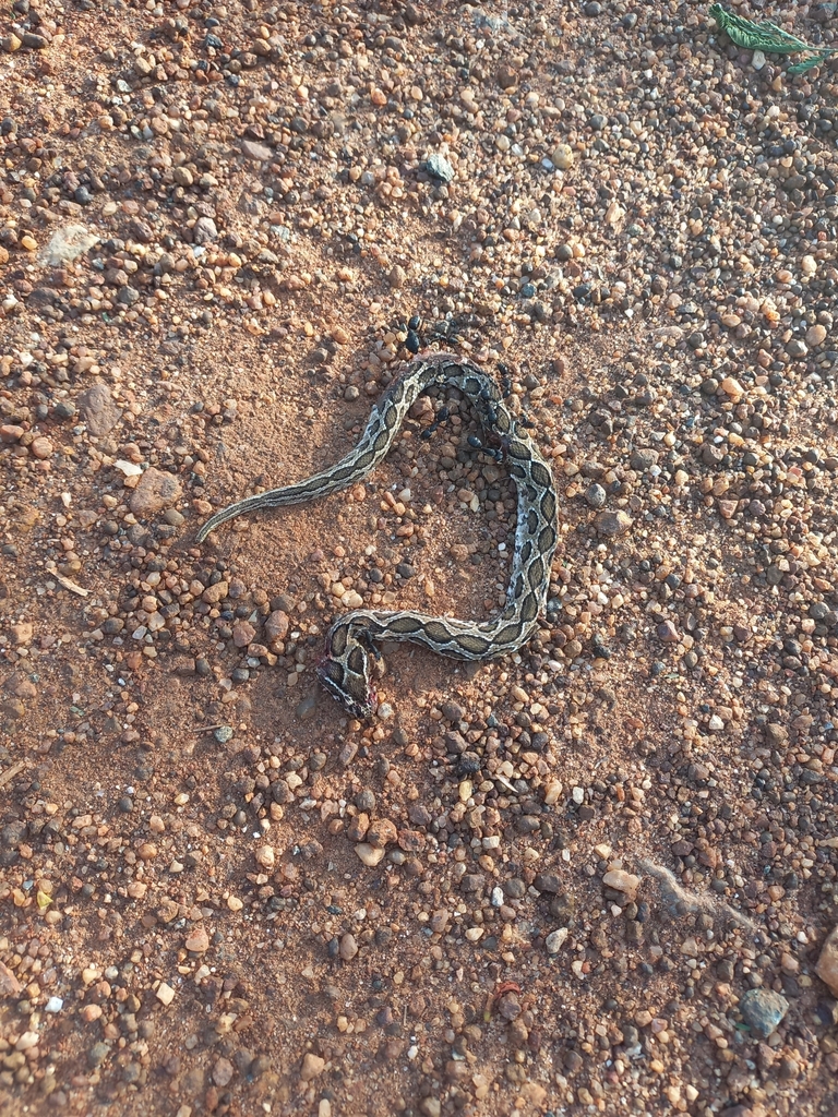 Russell's Viper from opposite to shambukanagara, Gauribidanur chandanur ...