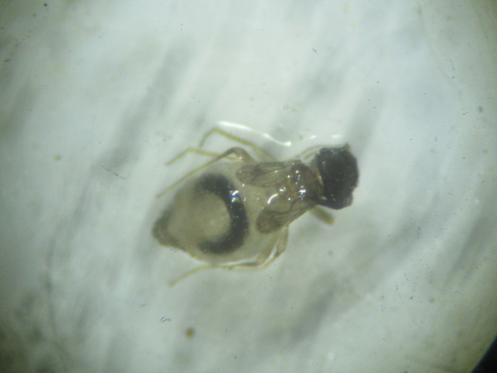 Barklice, Booklice, and Parasitic Lice in June 2022 by jocean · iNaturalist