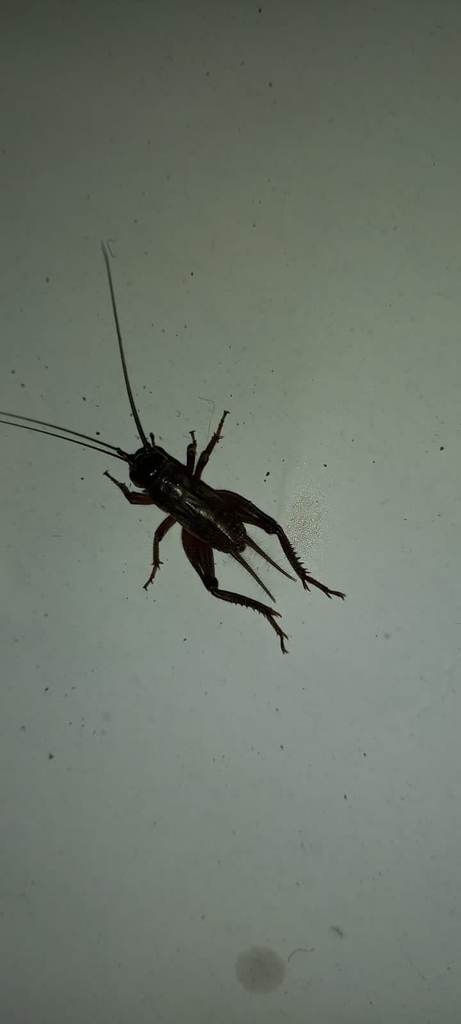 Field Crickets from Ciudad Universitaria San Cristóbal de, VQ2G+CWP ...