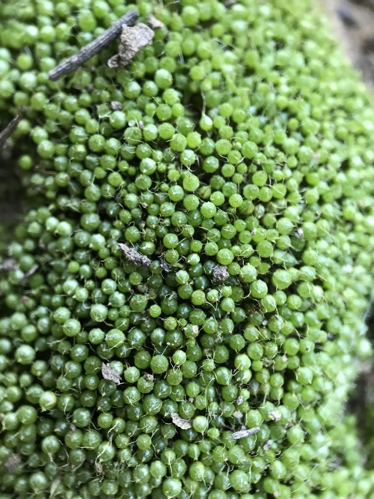 Goniomitrium acuminatum from Tallegalla, QLD, AU on June 11, 2022 at 02 ...