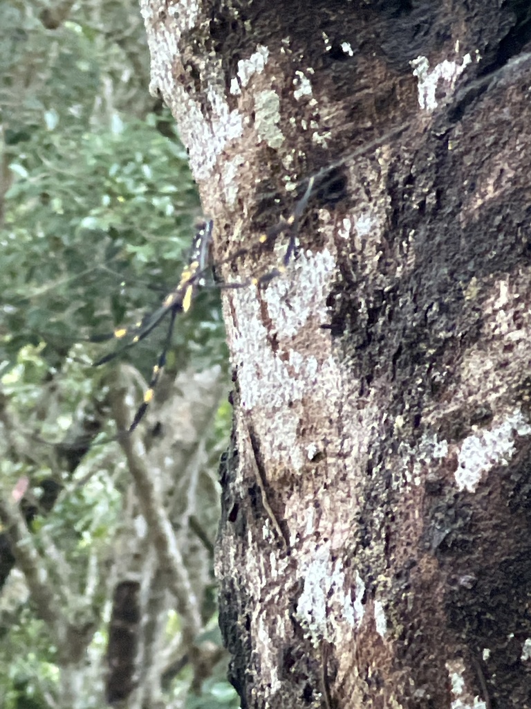 Giant Golden Orbweaver from 大網仔路, 西貢, 新界, HK on June 11, 2022 at 12:18 ...