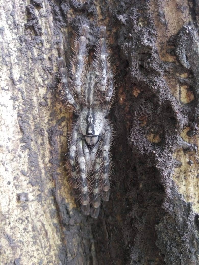 Indian Ornamental Tarantula from Diwan Tembrun, Gujarat, India on July ...