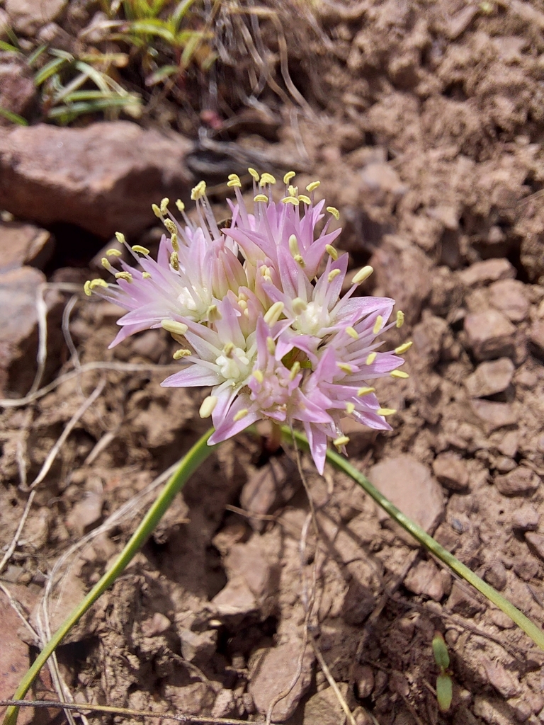 Lemmon's onion from Fields, OR 97710, USA on June 9, 2022 at 01:43 PM ...