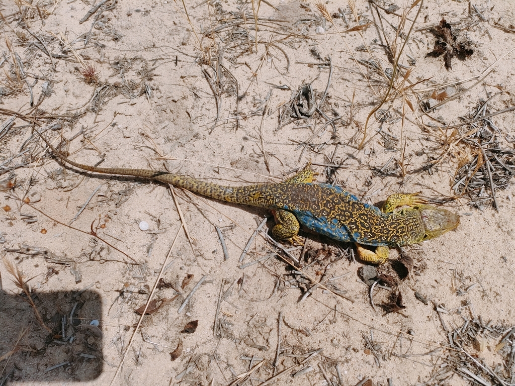Ocellated lizard from Castelo, 2970, Portugal on June 11, 2022 at 11:55 ...