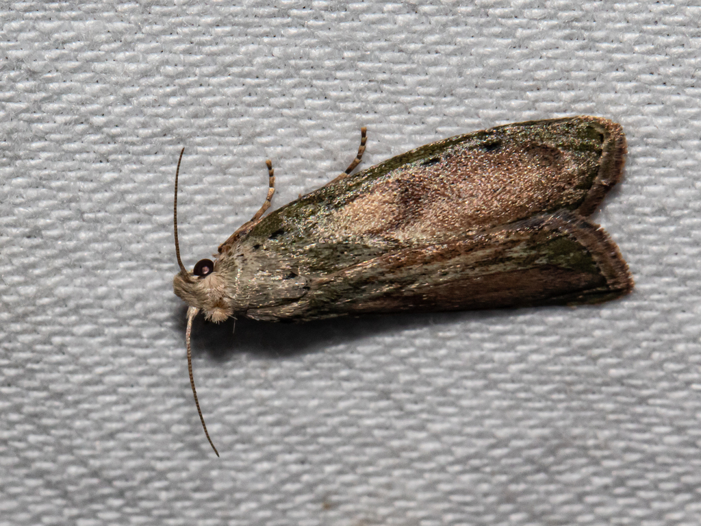 Bee Moth from Baltimore, Maryland, United States on June 03, 2022 at 09 ...