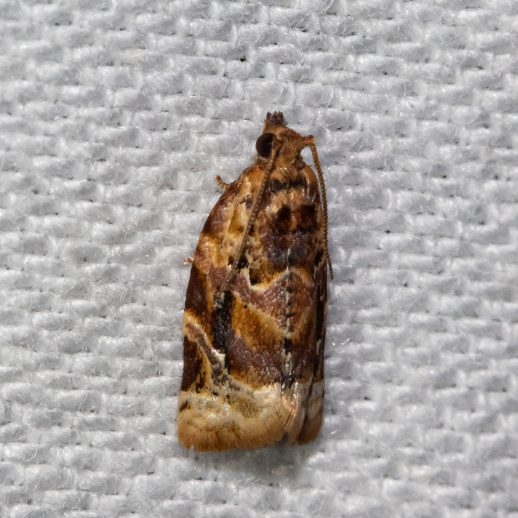 Red-banded Leafroller Moth from Baltimore, Maryland, United States on ...