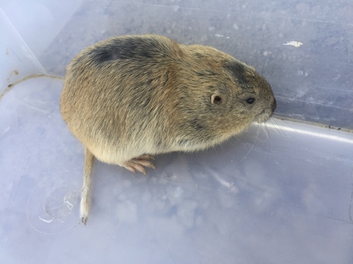 Wyoming Pocket Gopher (Thomomys clusius) · iNaturalist