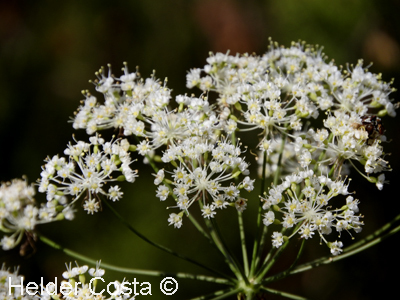 Thapsia gummifera from Pinhal de Belverde, Seixal, Portugal on June 4 ...