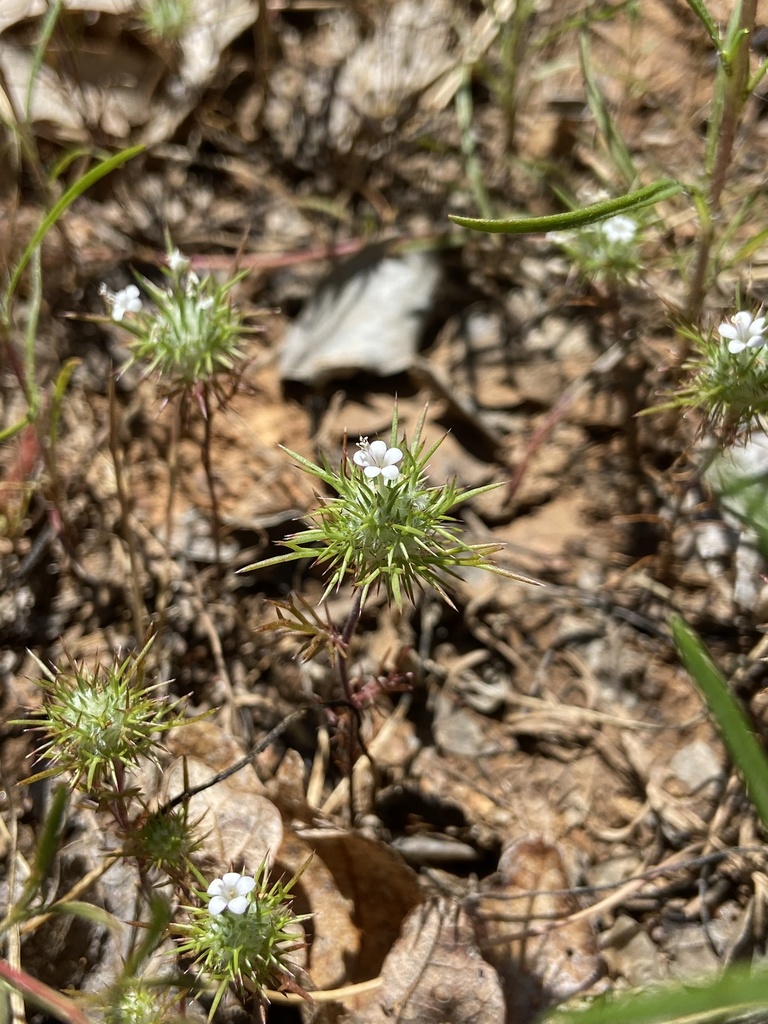 needleleaf navarretia from Lewiston, CA, US on June 06, 2022 at 02:24 ...