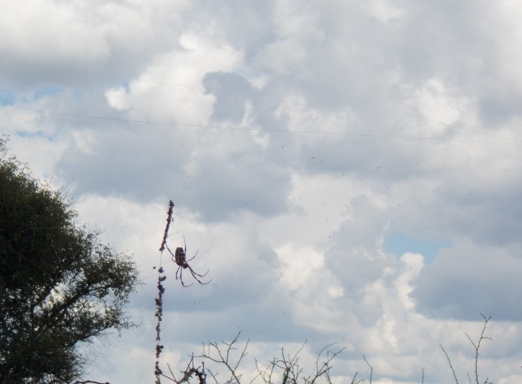 banded-legged golden orb-web spider from Matobo, Zimbabwe on May 8 ...