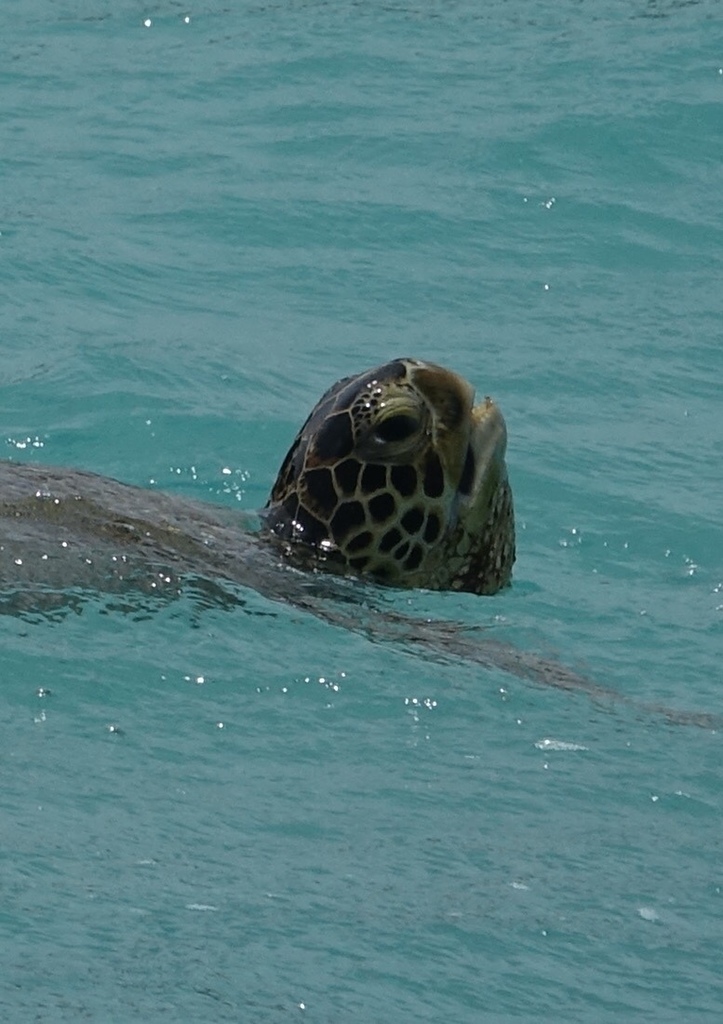 Green Sea Turtle in October 2017 by Bert Wessling · iNaturalist