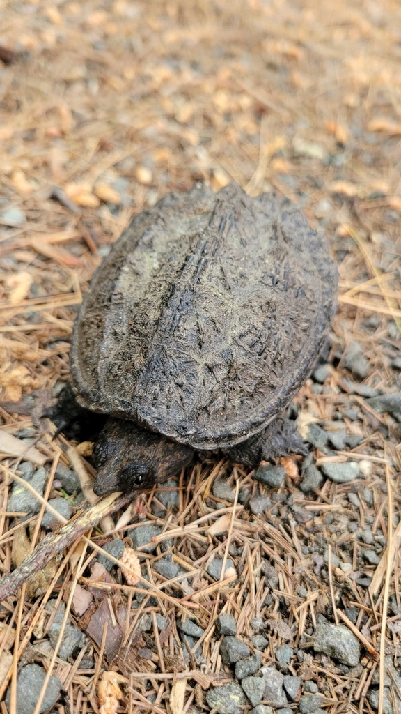 Common Snapping Turtle from North Windham, CT 06256, USA on June 11 ...