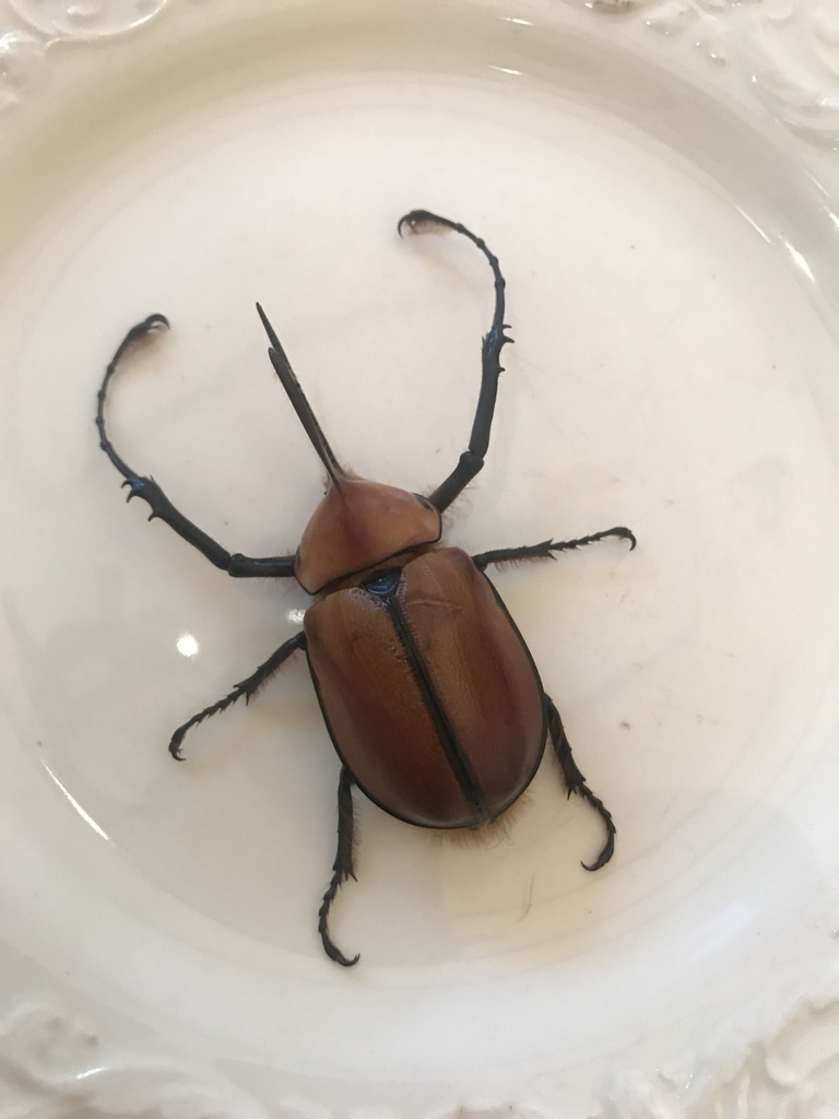 Caliper beetle from Av. Los Jabillos, Caracas, Distrito Capital, VE on ...