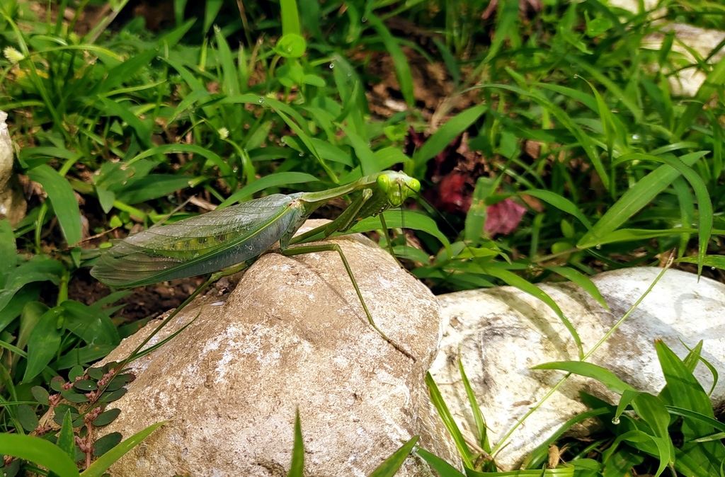 Macromantis hyalina from N, 08800, Perú on January 14, 2022 at 08:58 AM ...
