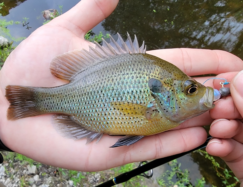 Spotted Sunfish from Myakka River State Park Clay Gully Picnic Area on ...