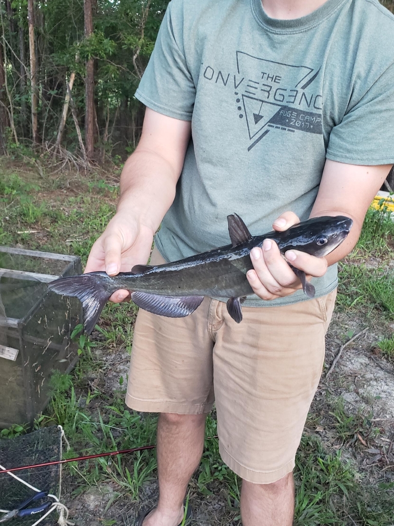 Channel Catfish in April 2019 by Parker Groce · iNaturalist