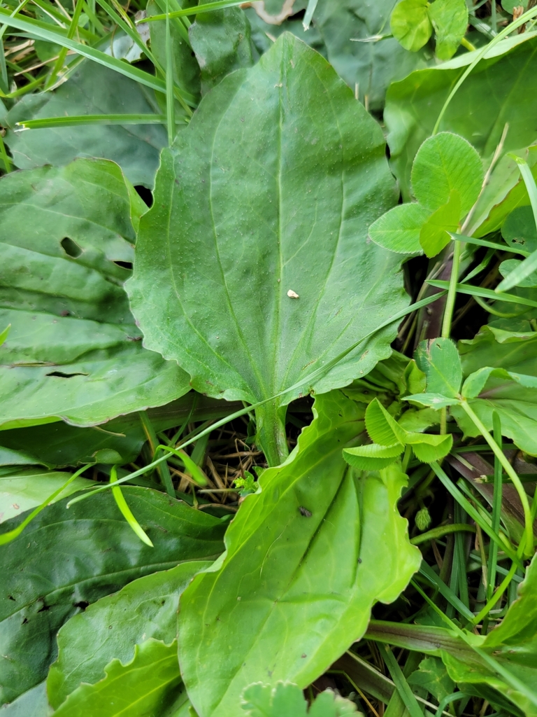 greater plantain from Colonial Hills, Worthington, OH, USA on June 11 ...