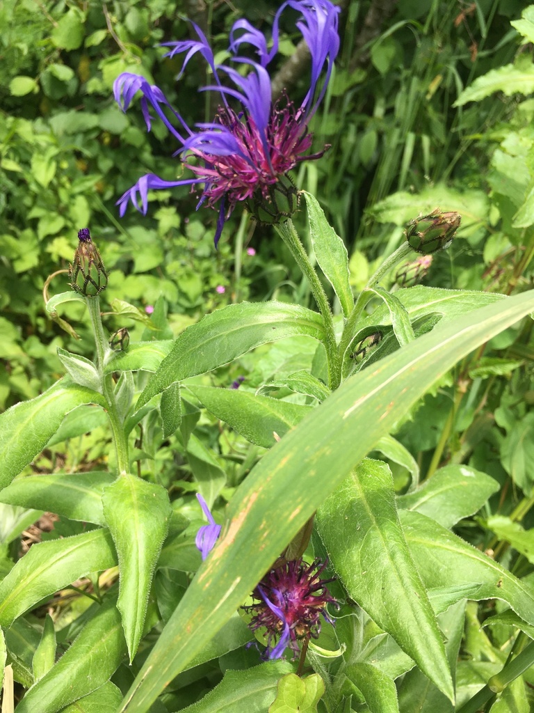 Perennial Cornflower from Malkin Ave, Vancouver, BC, CA on June 11 ...