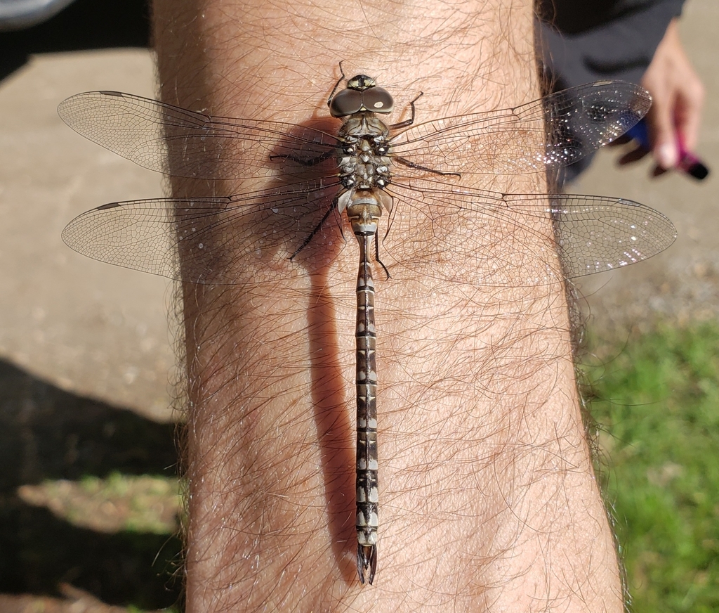 Hawkers and Typical Darners from Schomberg, ON L0G 1T0, Canada on June ...