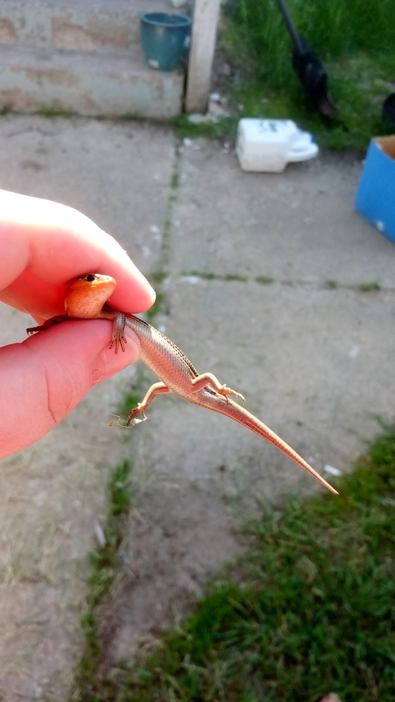 Northern Prairie Skink from First Assessment, MN, USA on June 11, 2022 ...