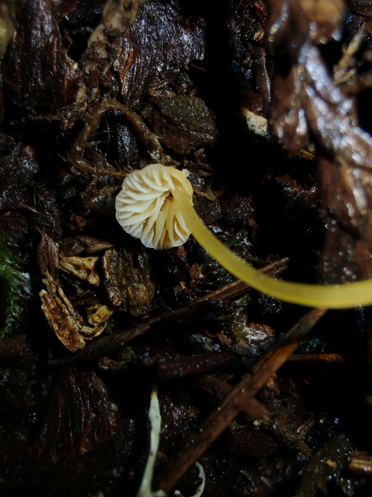 orange bonnet from Port Gamble Forest Heritage Park on June 10, 2022 at ...