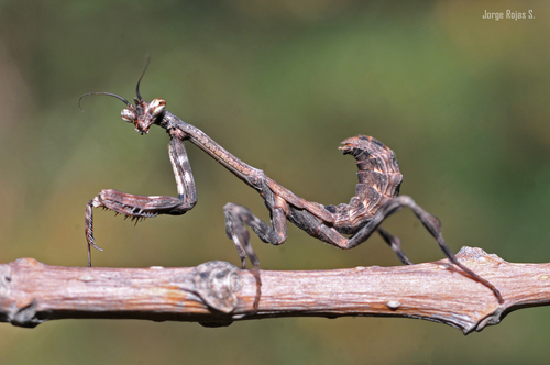 Pseudovates tolteca · iNaturalist