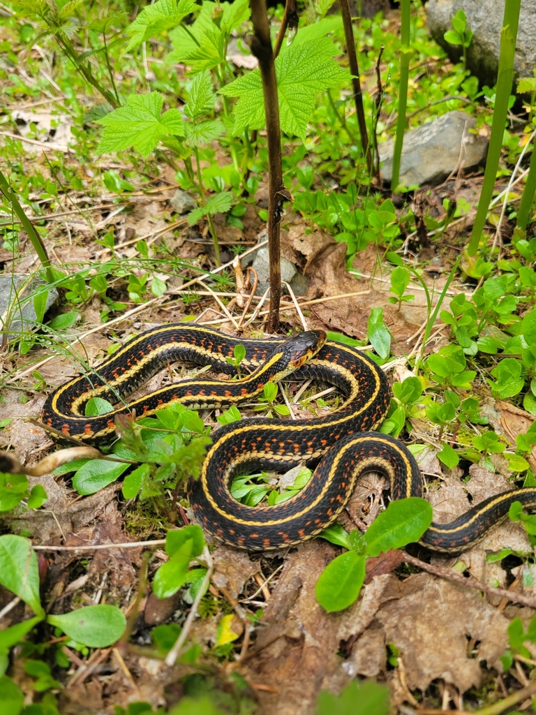 Valley Garter Snake from Hoodsport, WA 98548, USA on June 11, 2022 at ...