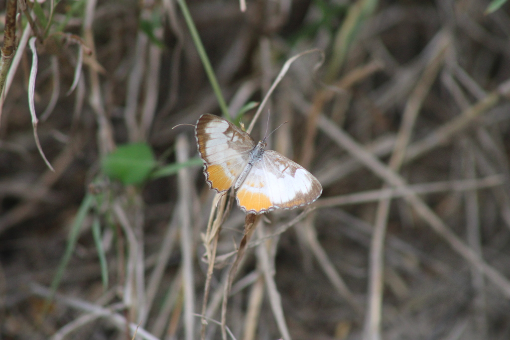 Common Mestra from Reynosa, Tamps., México on May 21, 2022 at 10:03 AM ...