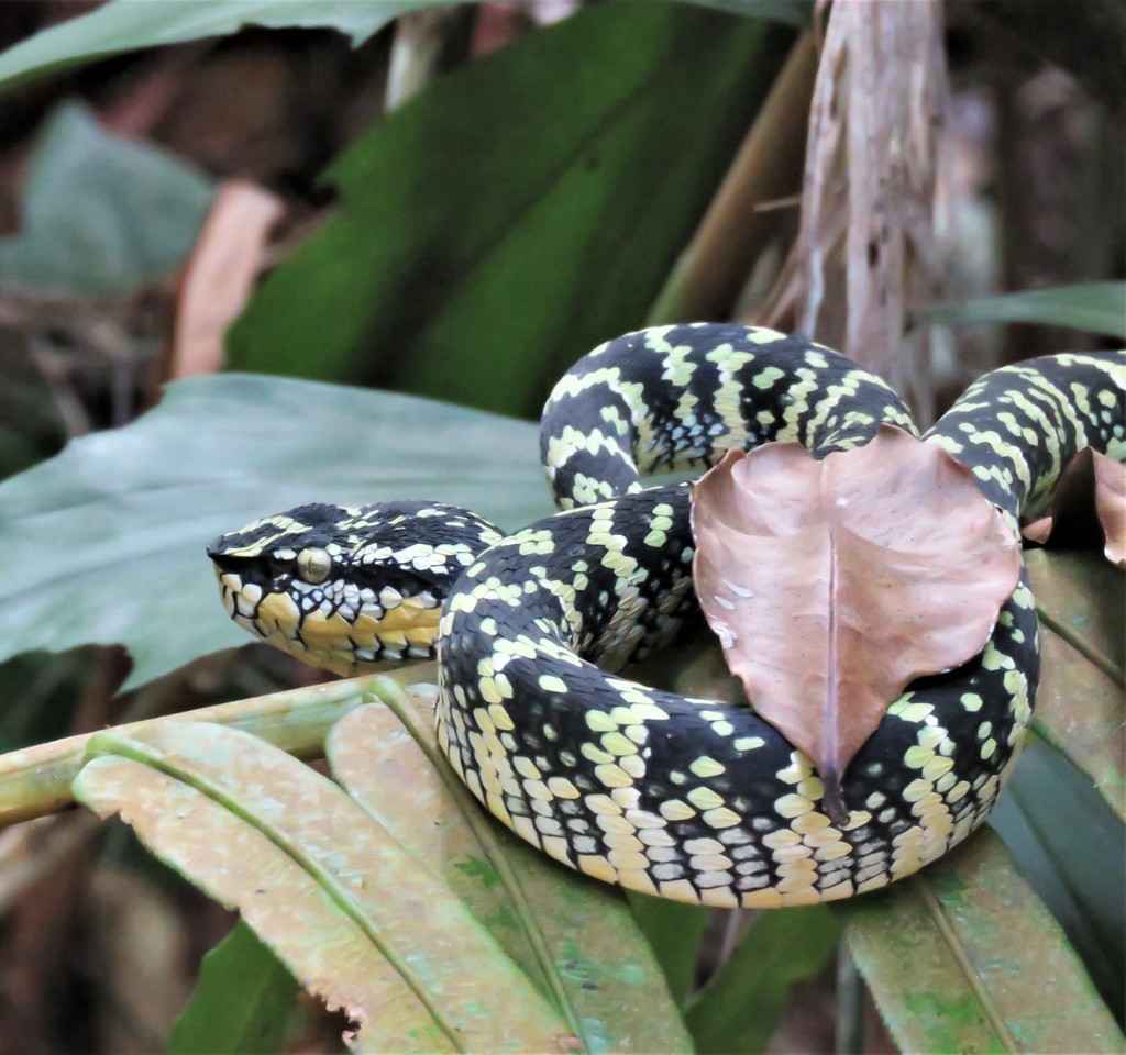 Wagler's Pit Viper from Hindhede Dr, Singapore on June 11, 2022 at 02: ...