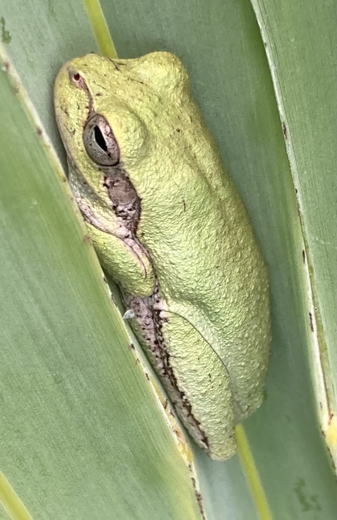 Pine Woods Tree Frog from Jonathan Dickinson State Park, Jupiter, FL ...