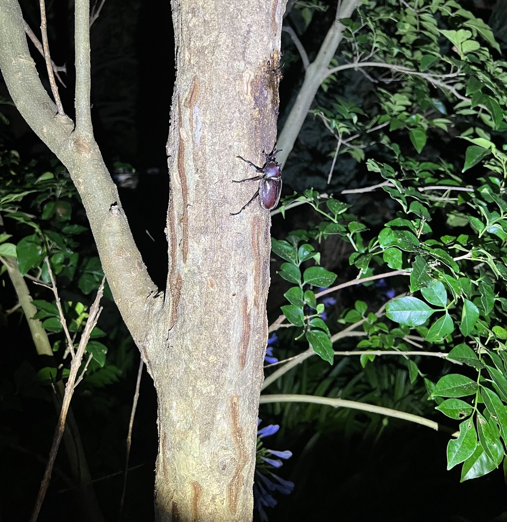 Trypoxylus dichotomus tsunobosonis from 至善路三段150巷, TW on June 11, 2022 ...